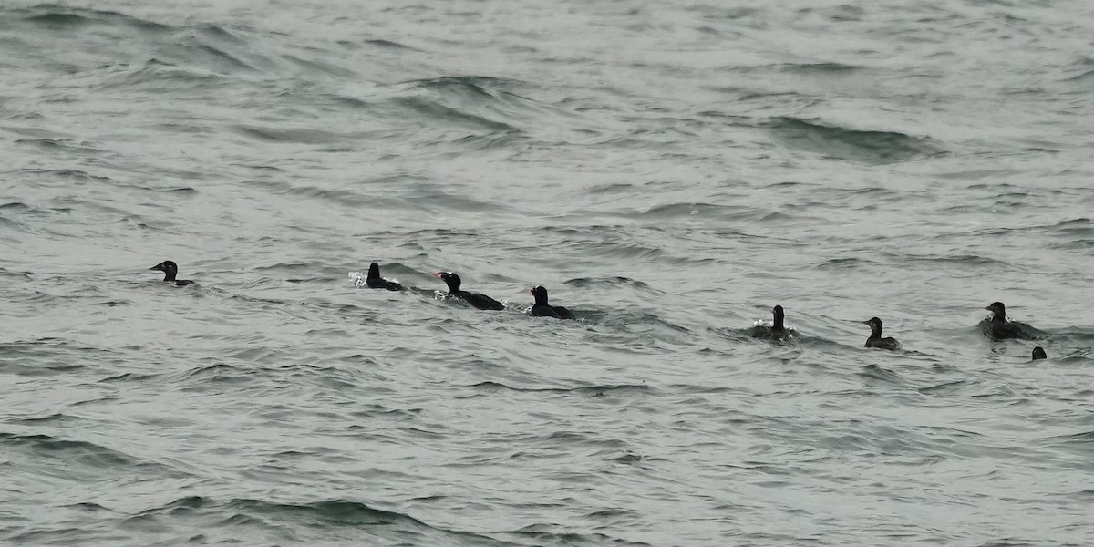 eBird Checklist - 30 Aug 2025 - Kitamaat Village waterfront - 10 species