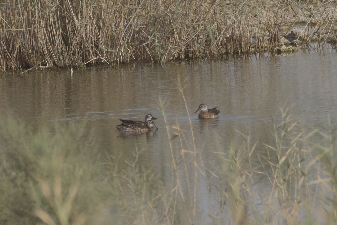 eBird Checklist - 30 Aug 2025 - Al Maha Forest--Pivot Fields (no access ...