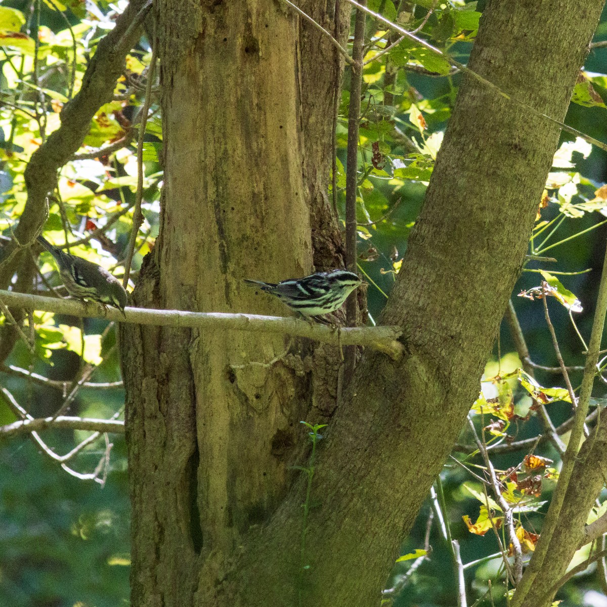 eBird Checklist - 31 Aug 2025 - Caperton Swamp Park - 17 species