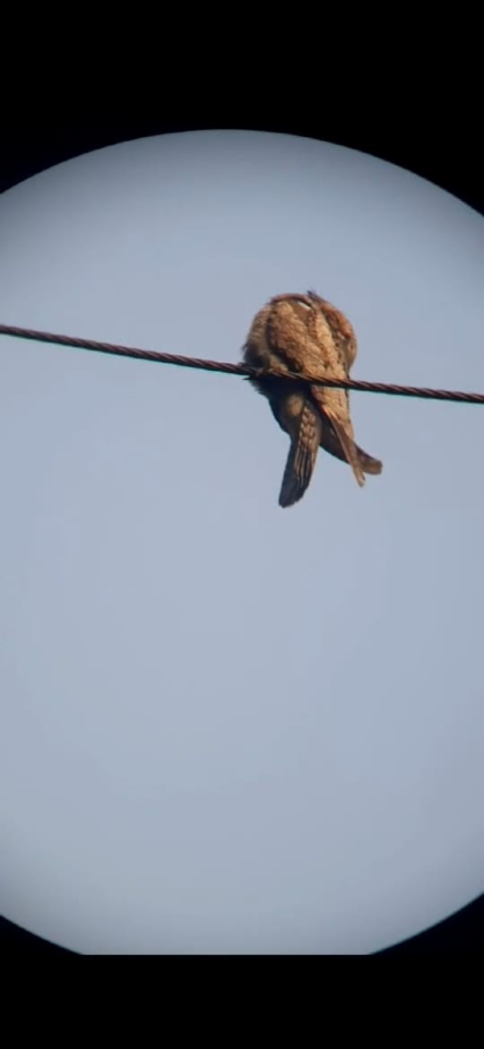 eBird Checklist - 6 Jan 2024 - Soor Sarovar Bird Sanctuary (Keetham ...