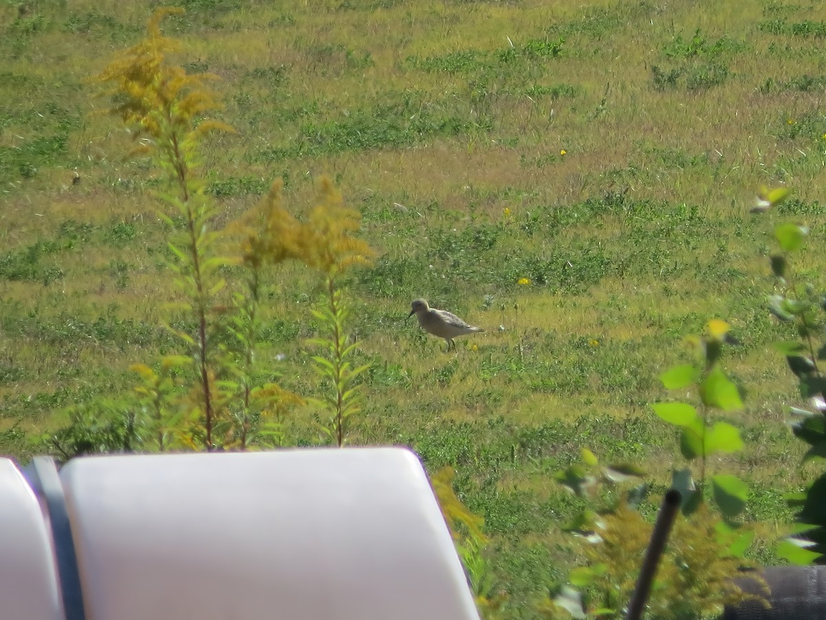 eBird Checklist - 31 Aug 2025 - Exeter WWTP (CLOSED past gate. View ...