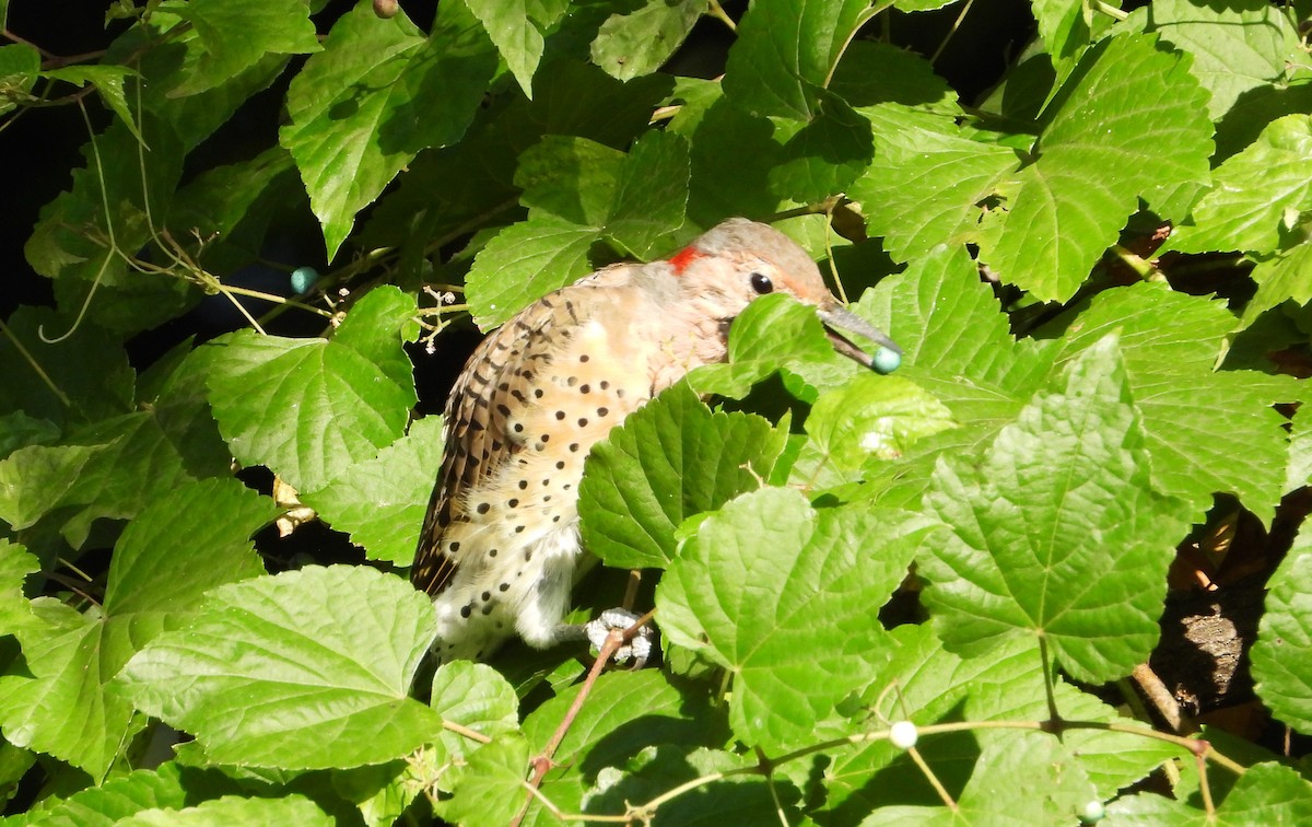 eBird Checklist - 31 Aug 2025 - Daniels Run Park - 19 species