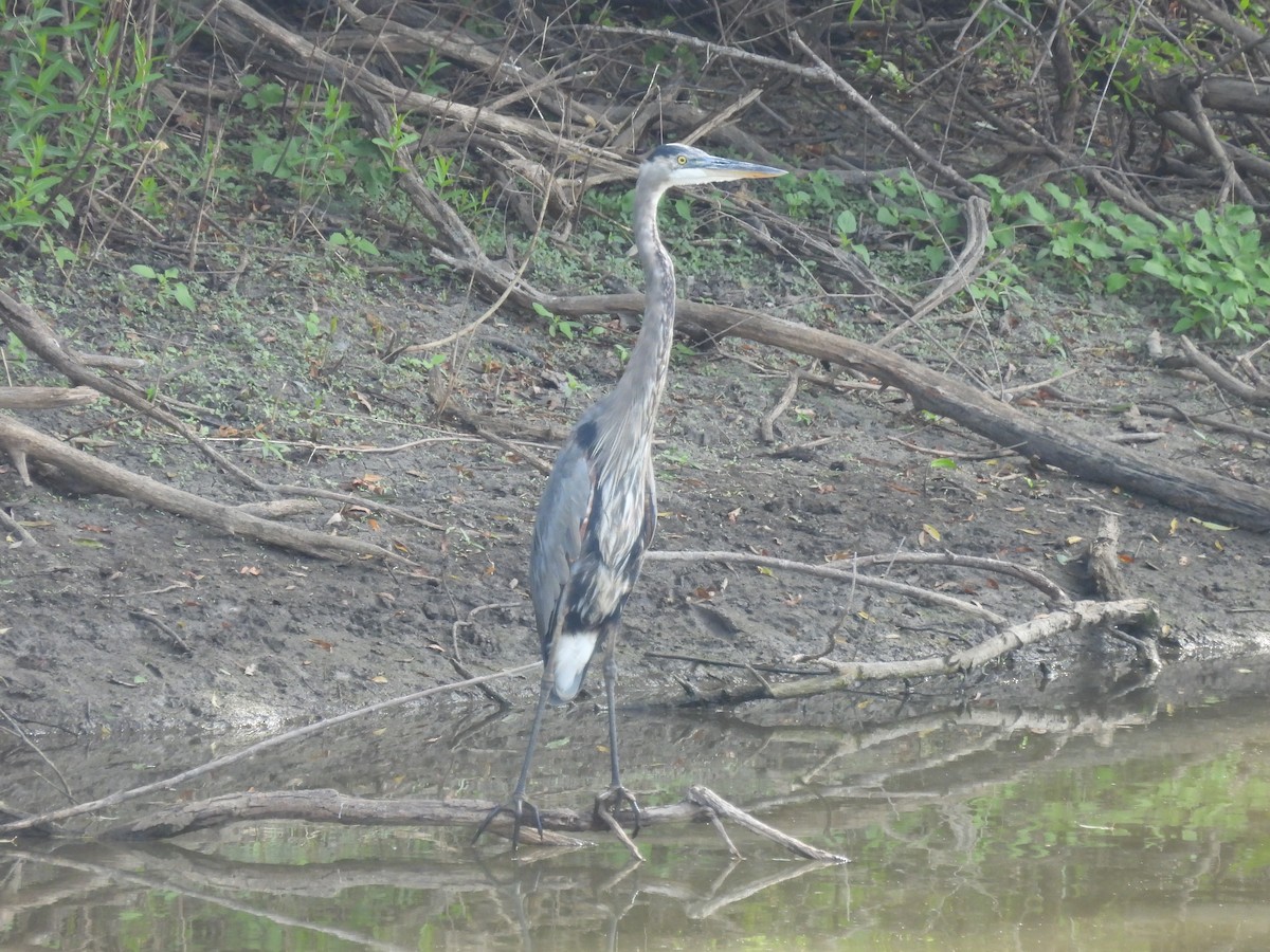 eBird Checklist - 31 Aug 2025 - Confluence Rd. - 3 species
