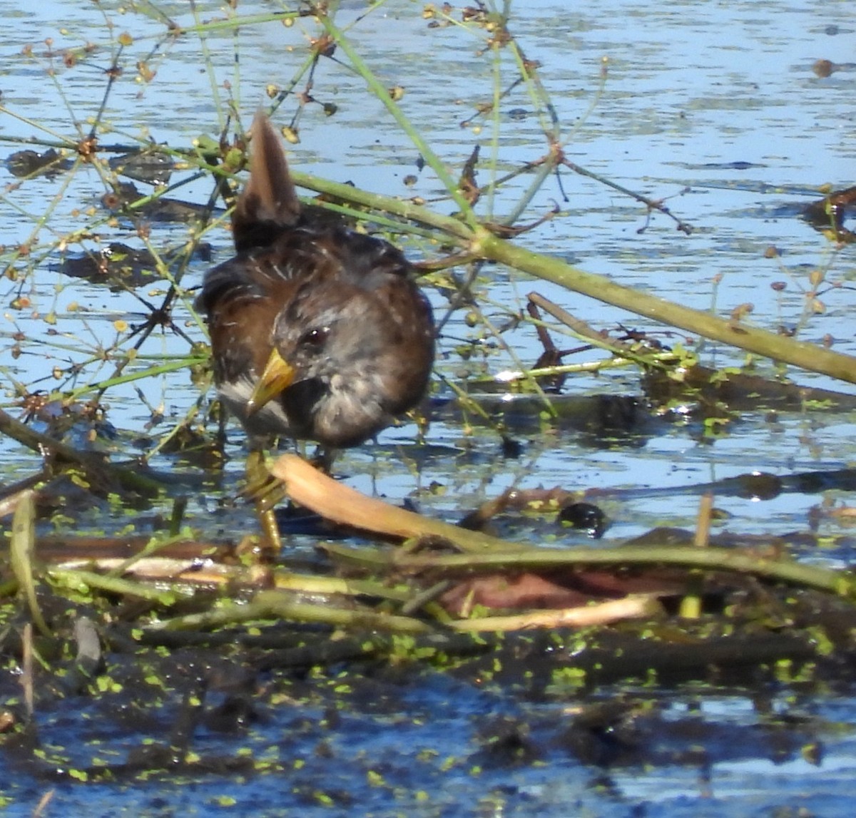 eBird Checklist - 31 Aug 2025 - Howell Rd just outside Franksville - 12 ...