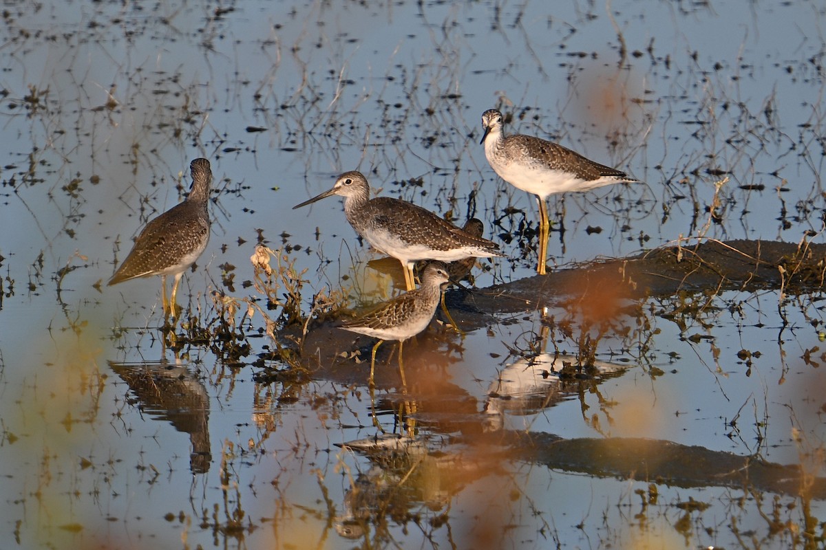 eBird Checklist - 31 Aug 2025 - Yolo Bypass Wildlife Area - 55 species ...