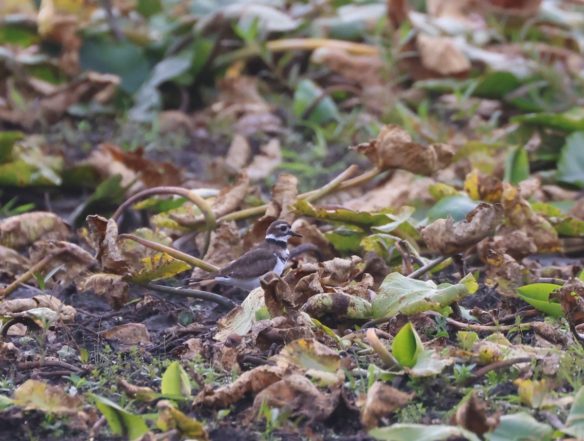 eBird Checklist - 30 Aug 2025 - Lake Terrell - 26 species