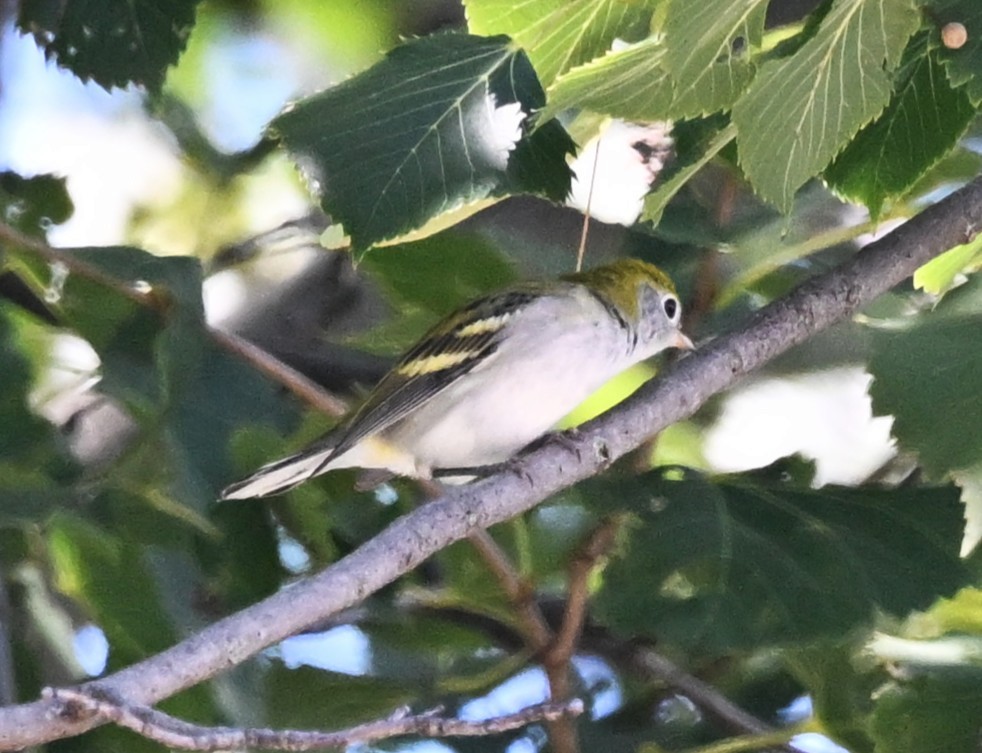 eBird Checklist - 31 Aug 2025 - Fermilab (DuPage Co.) - 28 species