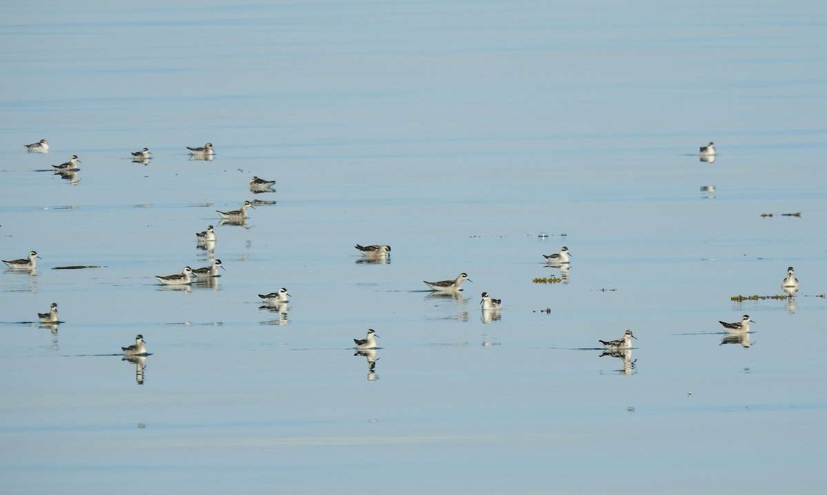 eBird Checklist - 26 Aug 2025 - Icy Strait - 15 species