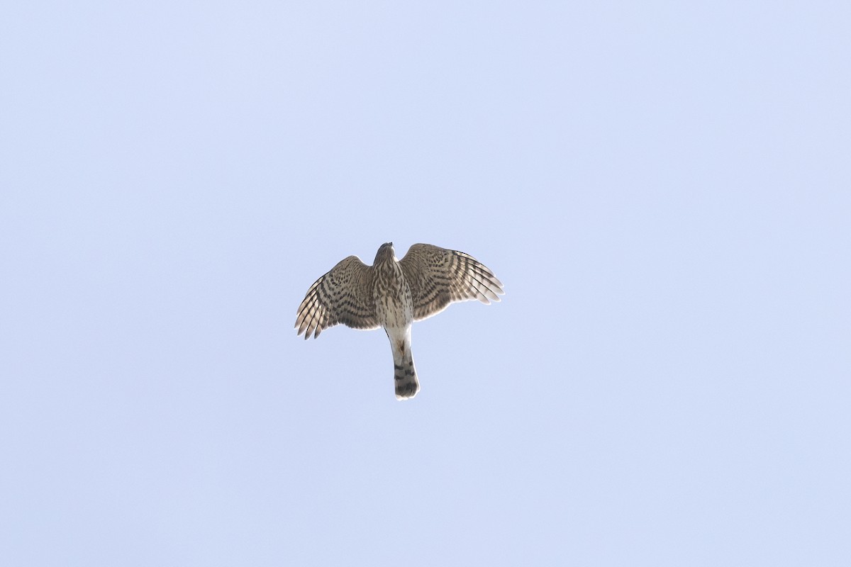 eBird Checklist - 30 Aug 2025 - Bridger Bowl Hawk Watch - 34 species