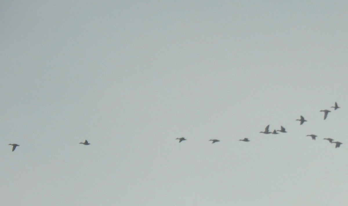 eBird Checklist - 21 Aug 2025 - Elfin Cove off shore - 14 species