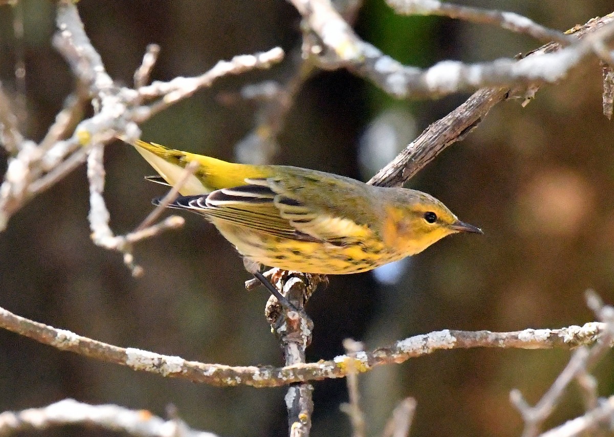 eBird Checklist - 31 Aug 2025 - Fish Lake SWA (general) - 11 species