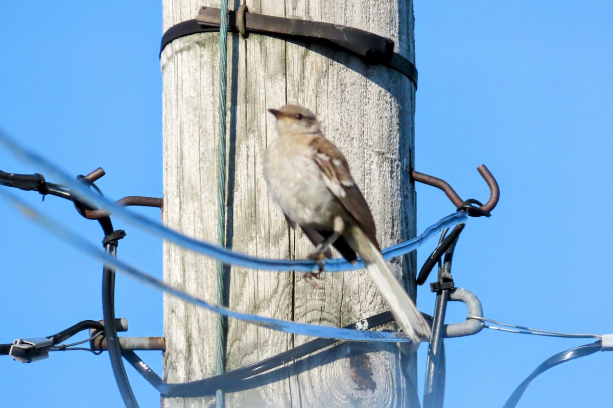 eBird Checklist - 31 Aug 2025 - Ma cour et alentour, Saint-Jean-sur ...