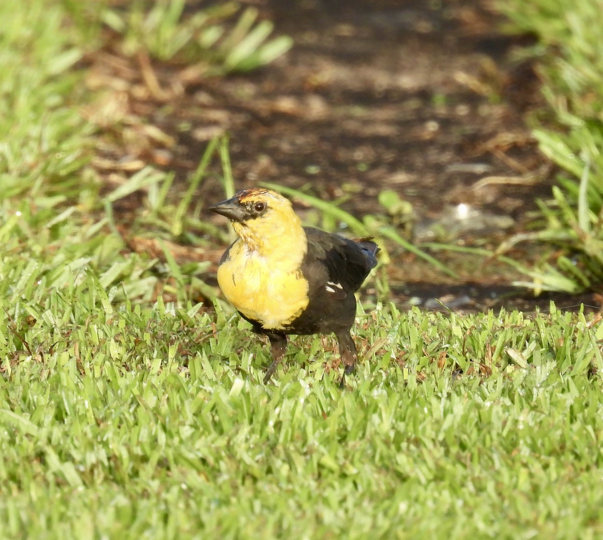 eBird Checklist - 1 Sep 2025 - Gladeview Rd. - 51 species (+1 other taxa)