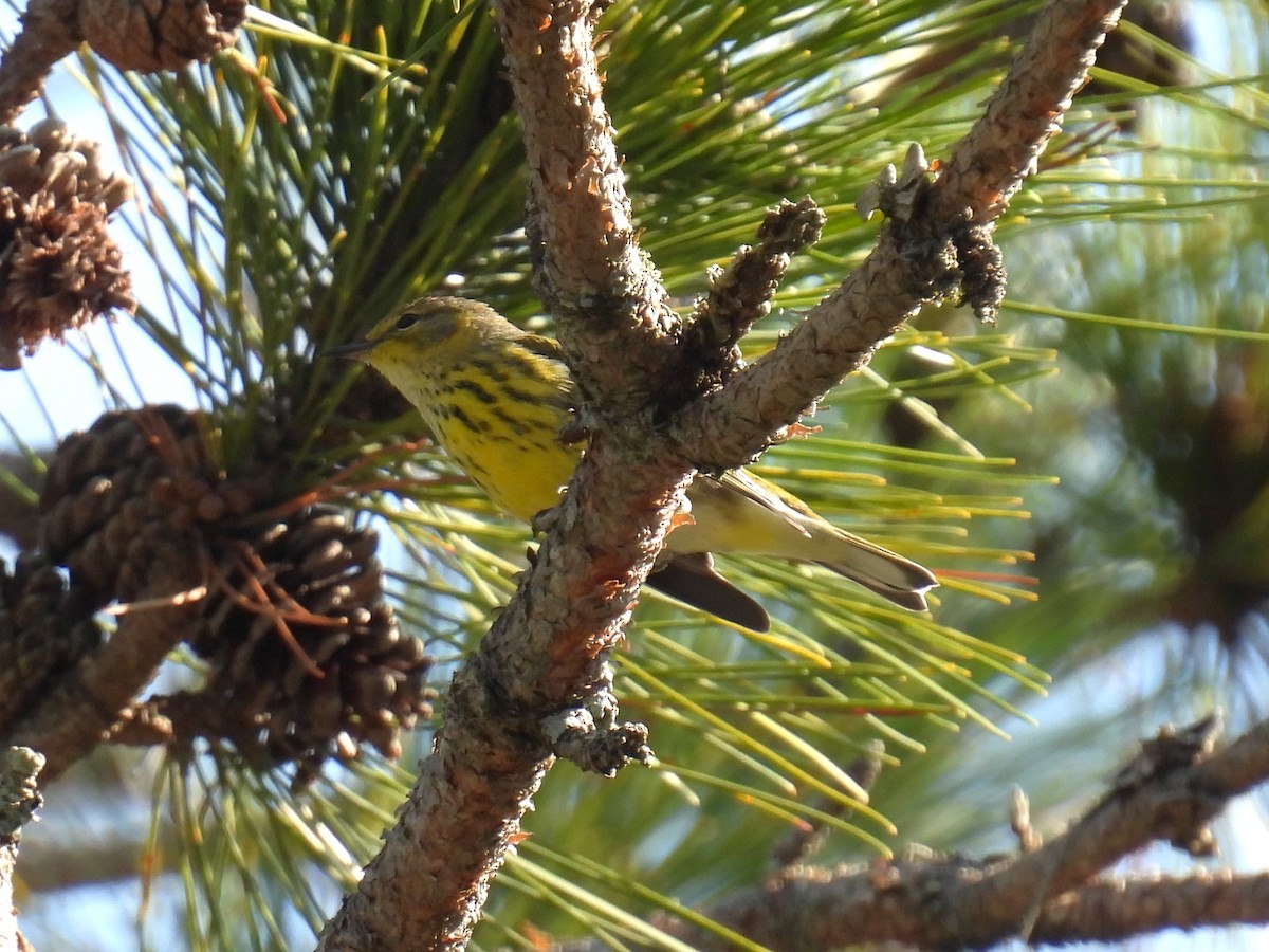 eBird Checklist - 1 Sep 2025 - CVR Trails (Private) - 24 species