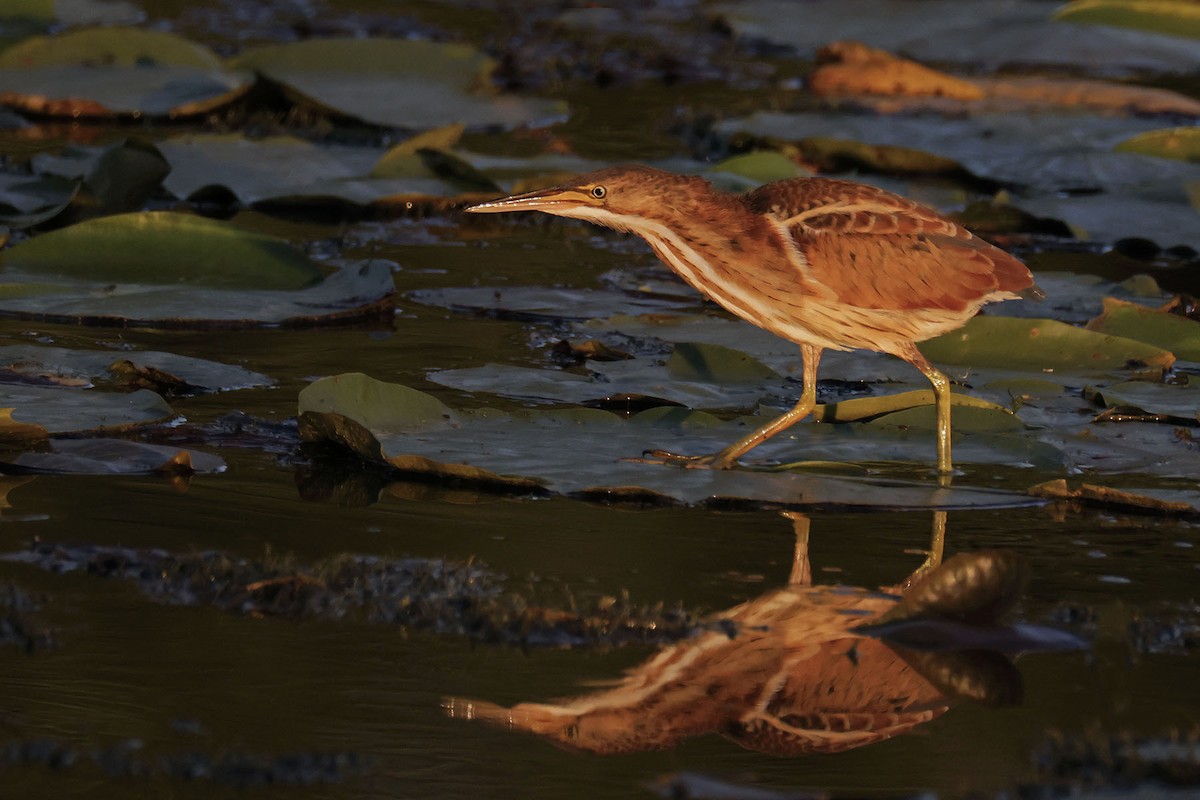 eBird Checklist - 31 Aug 2025 - Ingleside--Farran Park - 9 species
