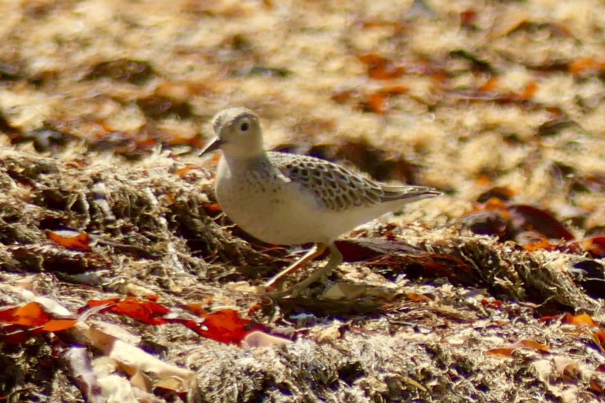 eBird Checklist - 1 Sep 2025 - Rachel Carson NWR--Timber Point Trail ...