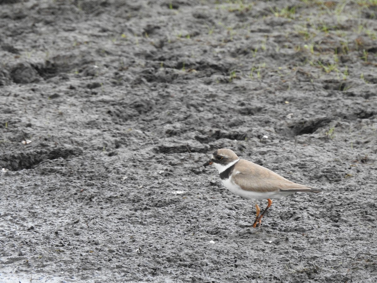 eBird Checklist - 1 Sep 2025 - **Back Bay NWR - 22 species