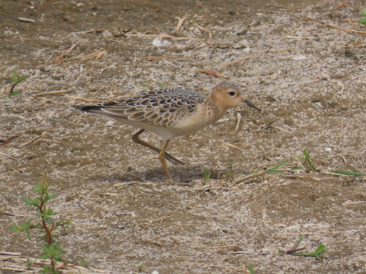 eBird Checklist - 1 Sep 2025 - Meadowlands IBA--Valley Brook Ave. - 9 ...