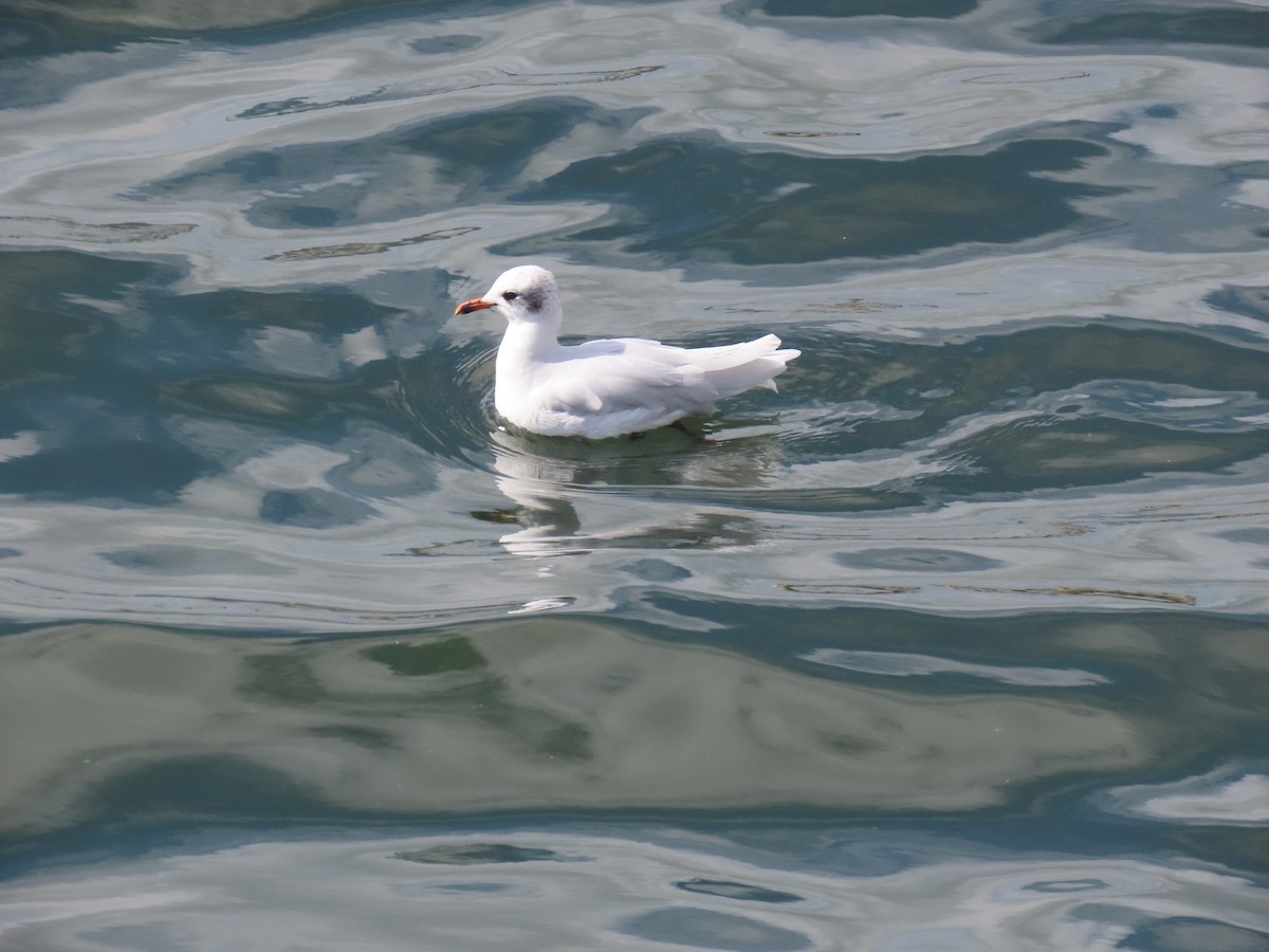 eBird Checklist - 1 Sep 2025 - DINGLE - 8 species