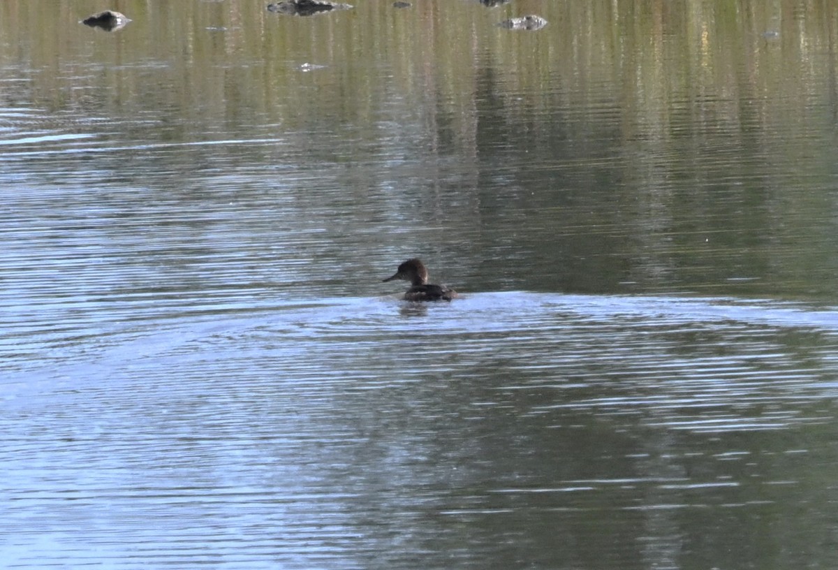 eBird Checklist - 1 Sep 2025 - Salt Creek Marsh Forest Preserve--west ...