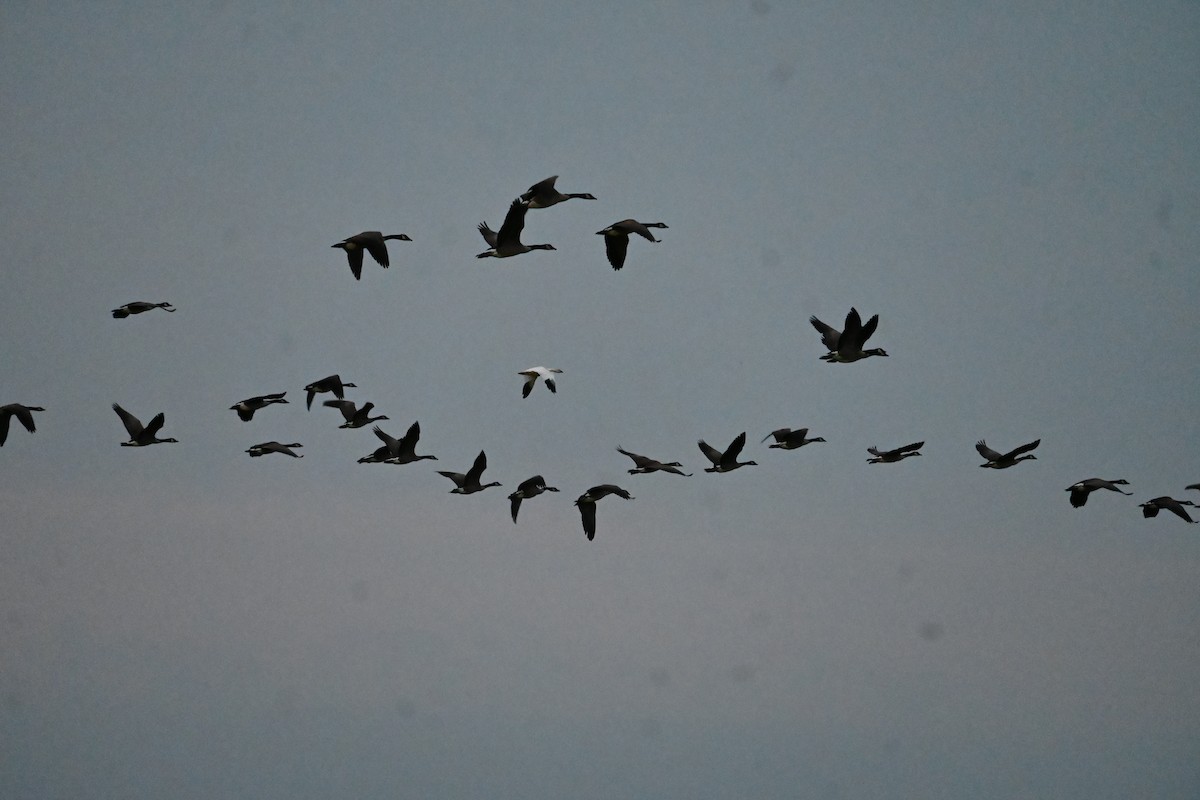eBird Checklist - 1 Sep 2025 - Fowler Rd. Irrigation Pond - 90 species