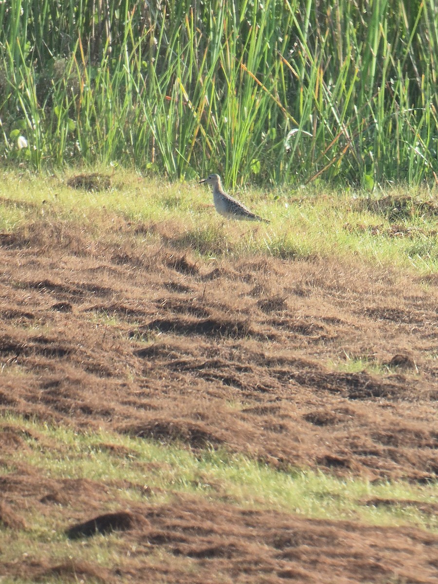 eBird Checklist - 29 Aug 2025 - Back Bay NWR--West Dike - 34 species
