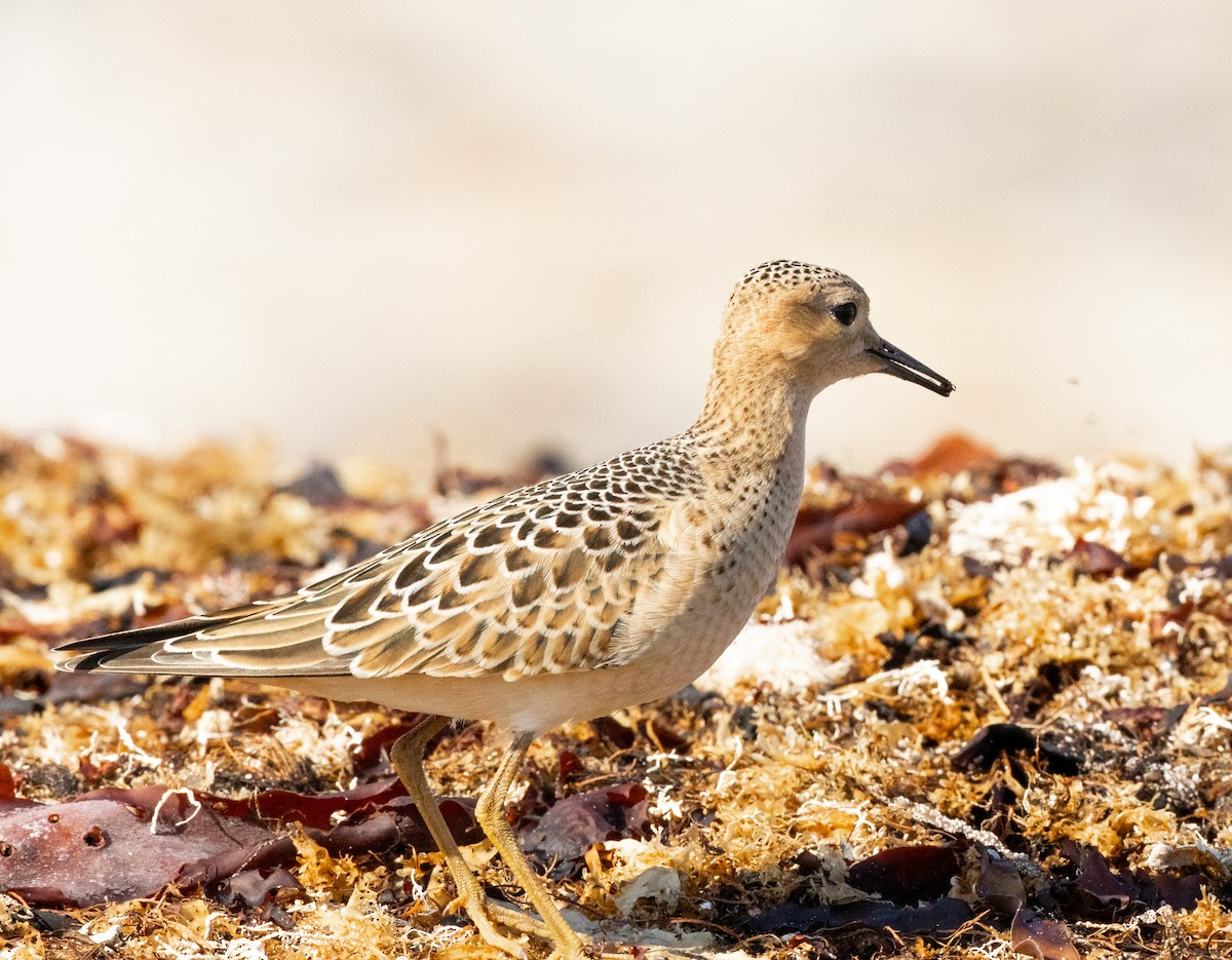 eBird Checklist - 1 Sep 2025 - Rachel Carson NWR--Timber Point Trail ...