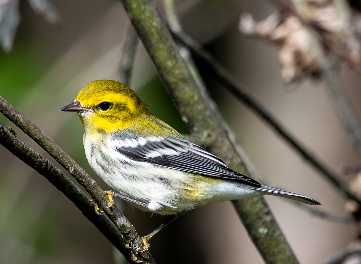 ML641195502 - Black-throated Green Warbler - Macaulay Library