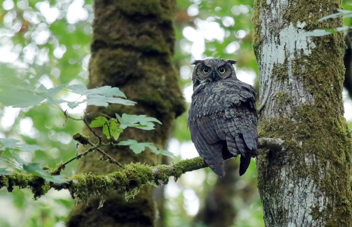 eBird Checklist - 31 Aug 2025 - Billy Frank Jr. Nisqually NWR - 15 species