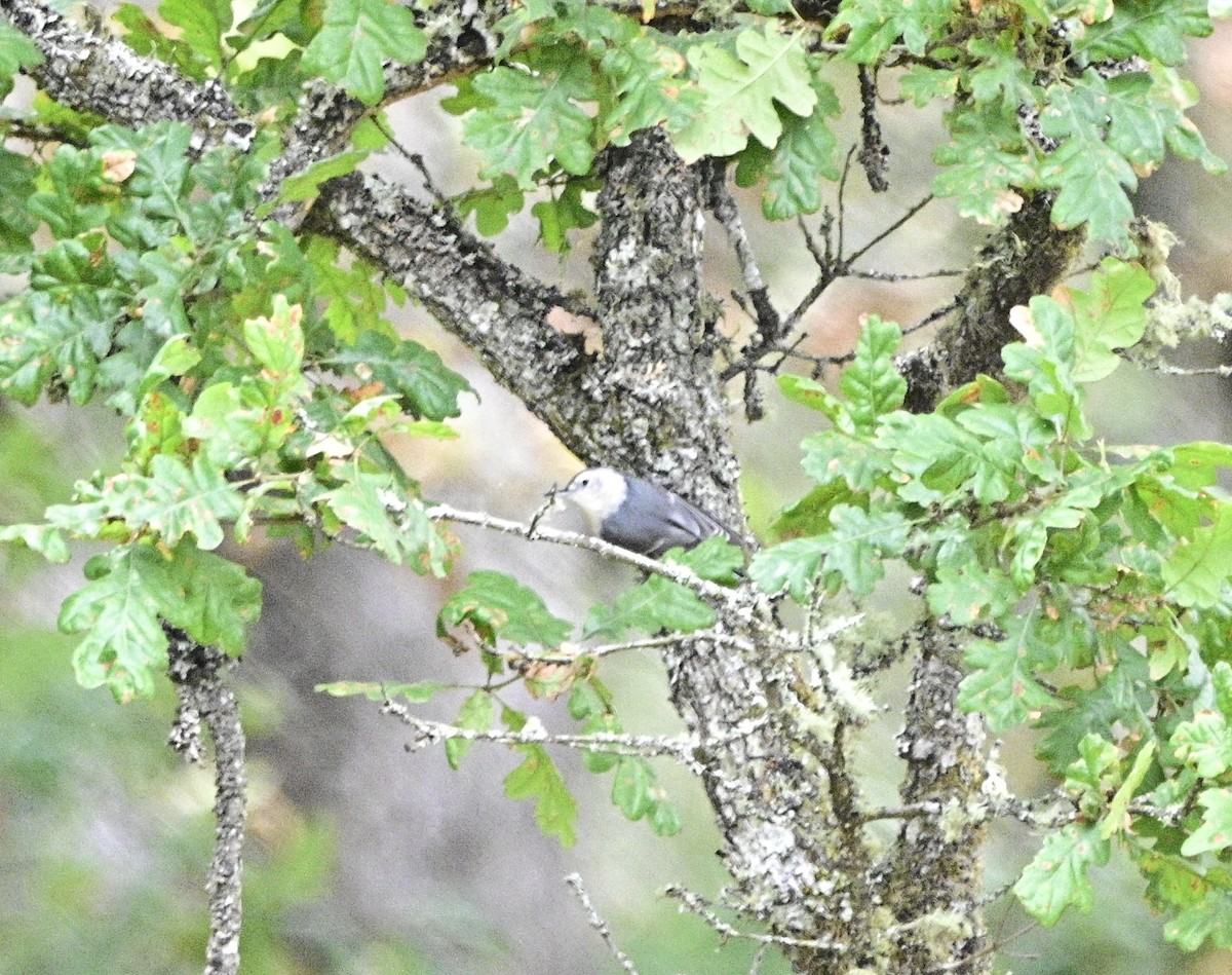eBird Checklist - 1 Sep 2025 - Scatter Creek WA--WDFW Transect 3 North ...