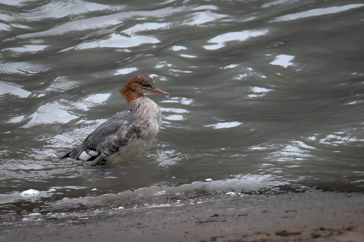 eBird Checklist - 1 Sep 2025 - Billy Frank Jr. Nisqually NWR - 74 species