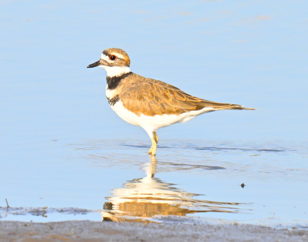 eBird Checklist - 1 Sep 2025 - Blacks Creek Bird Reserve - 44 species