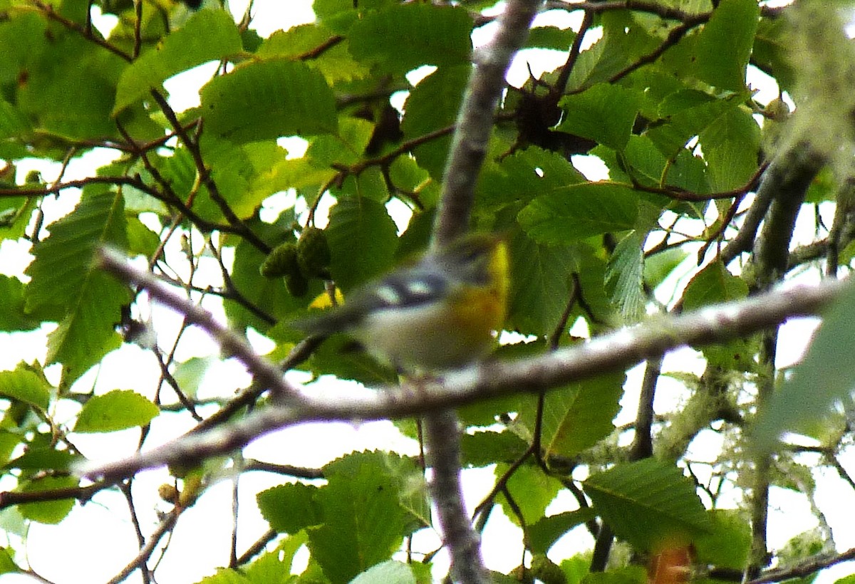 eBird Checklist - 1 Sep 2025 - Requa willow patch - 25 species