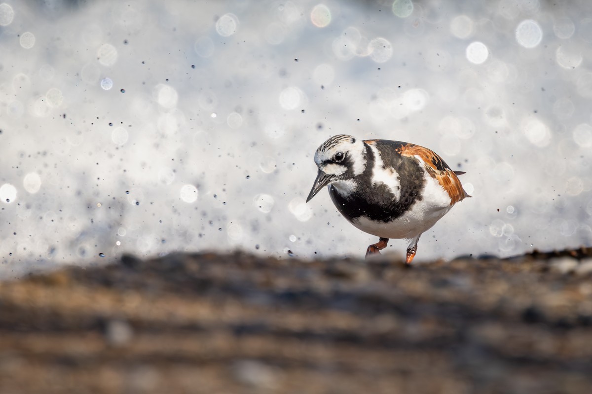 eBird Checklist - 25 May 2025 - Point Pelee NP--Tip - 30 species