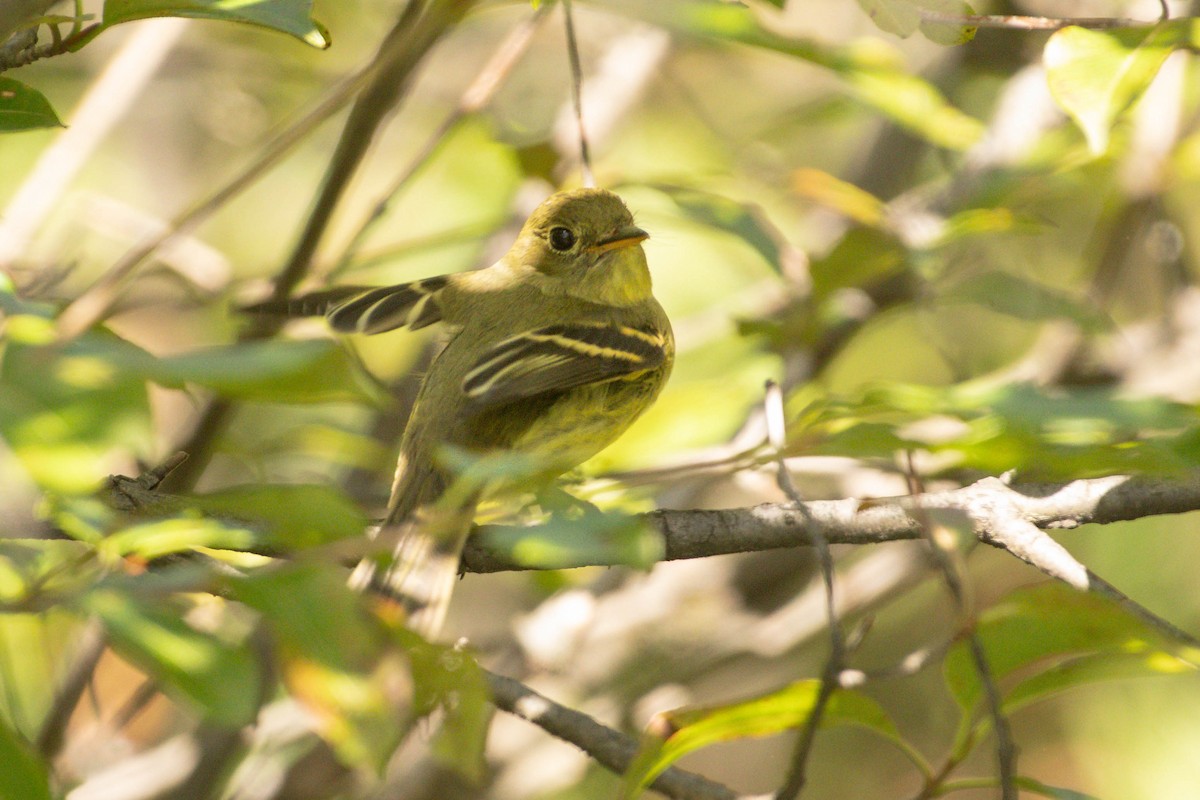 eBird Checklist - 30 Aug 2025 - Allegheny Front Migration Observatory ...