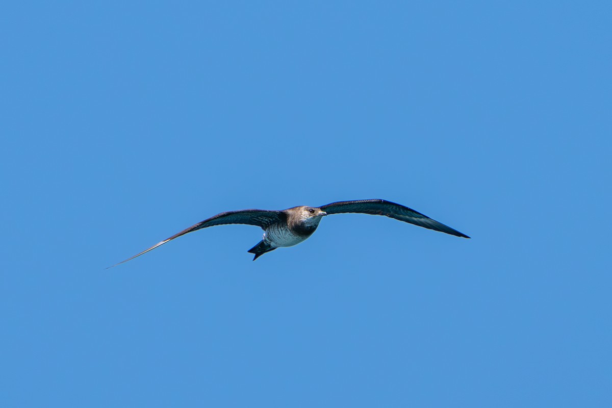 eBird Checklist - 1 Sep 2025 - Nauti-Gull Pelagic :2025-09-01, Leg 7b ...