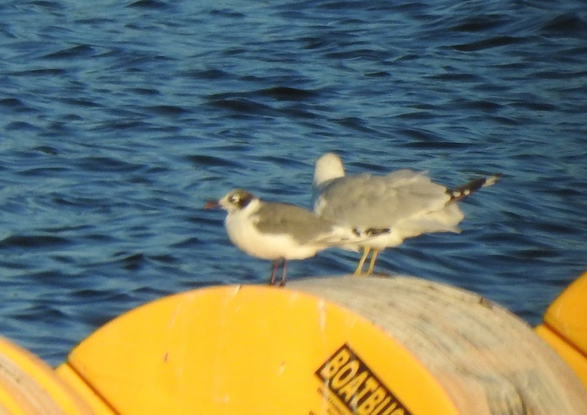 eBird Checklist - 1 Sep 2025 - Fall Creek Trail at Geist Dam - 4 species
