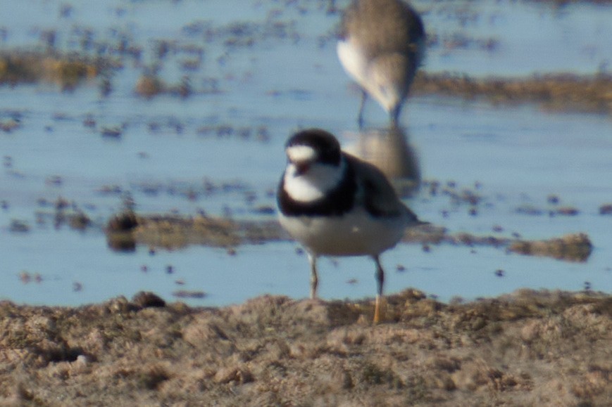 eBird Checklist - 29 Aug 2025 - Salton Sea--Obsidian Butte - 30 species ...