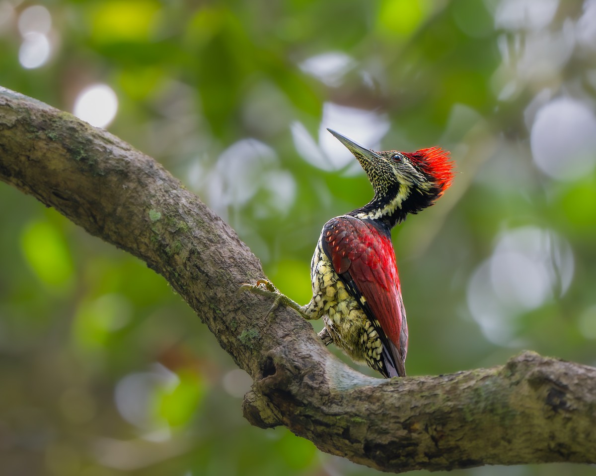 ML641233236 - Red-backed Flameback - Macaulay Library