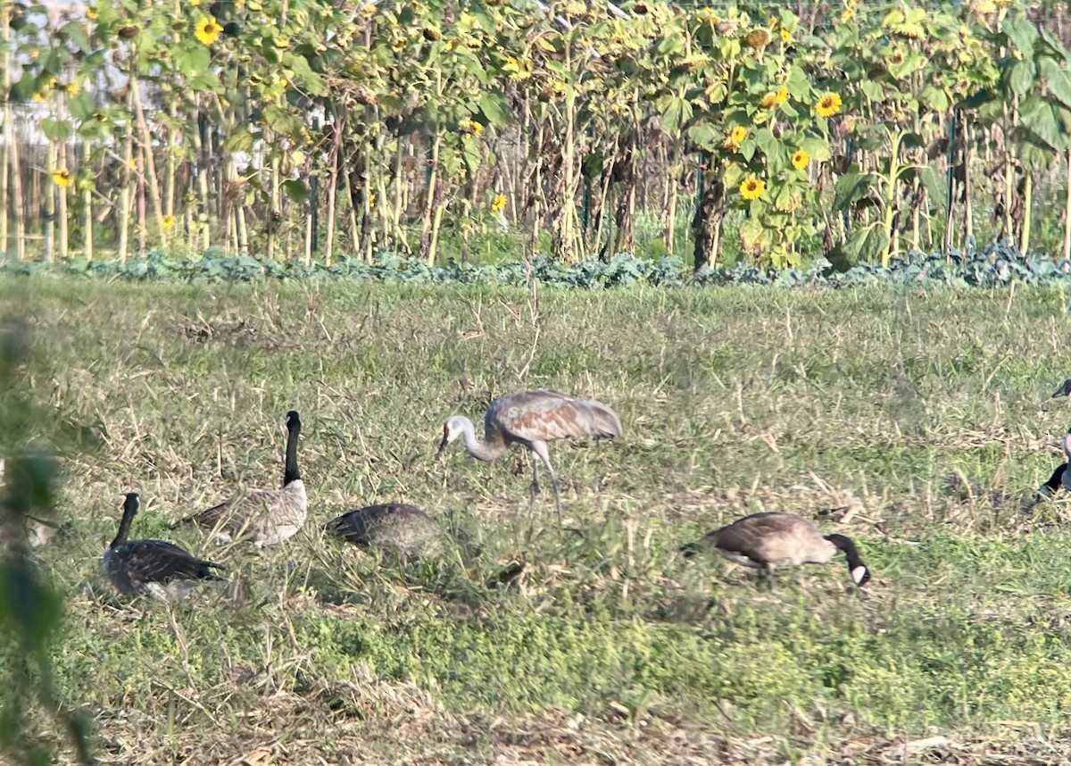 eBird Checklist - 2 Sep 2025 - Moors End Farm - 6 species