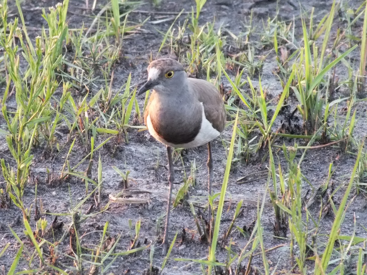 eBird Checklist - 24 Nov 2015 - Tembe Elephant Park - 77 species