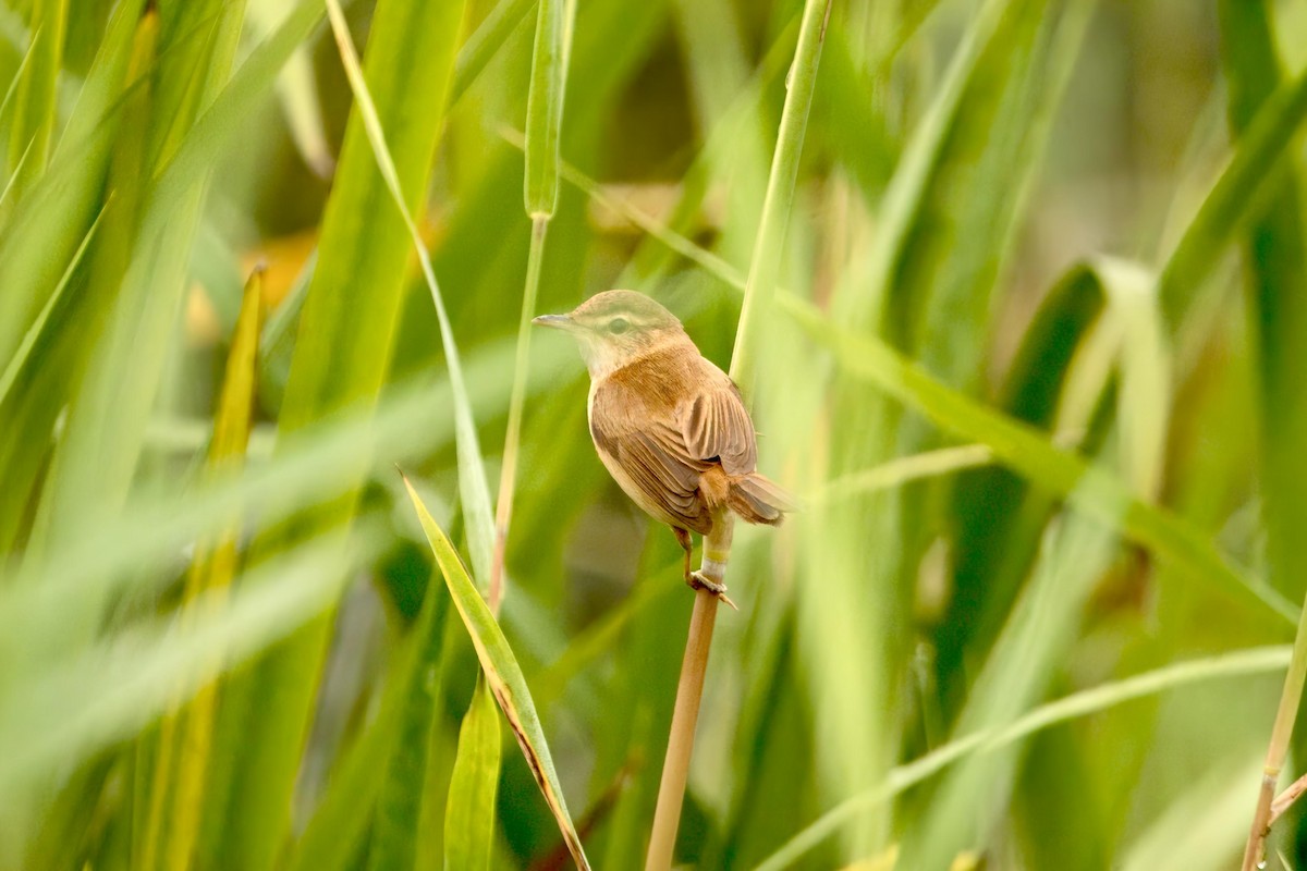 eBird Checklist - 30 Aug 2025 - 京西稻智慧农场 (Jingxi Rice Smart Farm) - 27 species