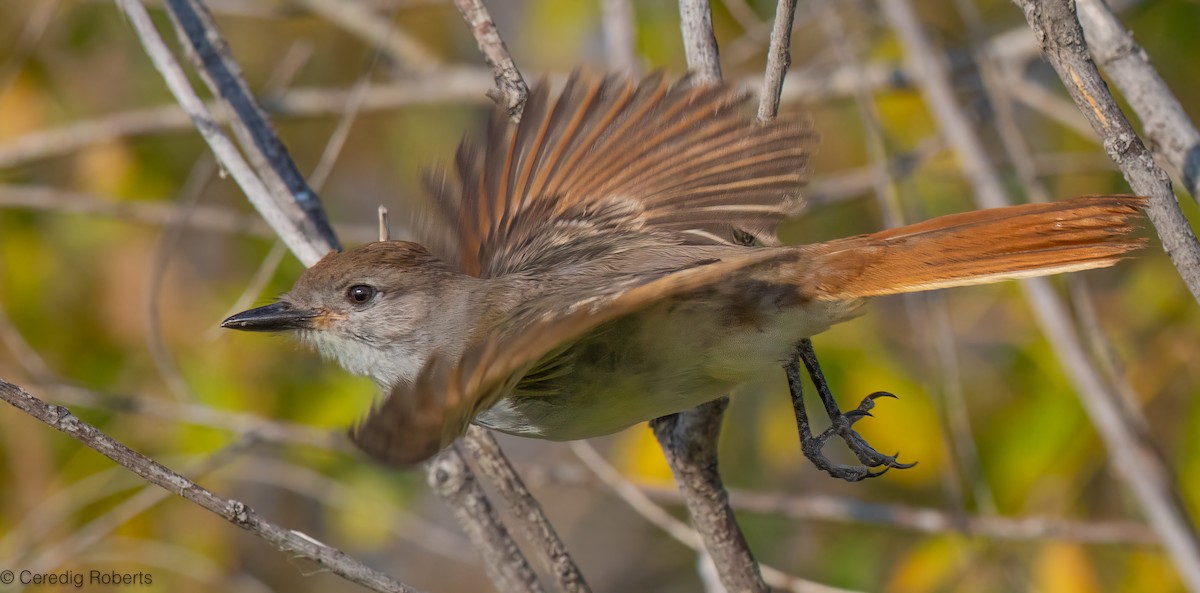 eBird Checklist - 2 Sep 2025 - Blacks Creek Bird Reserve - 33 species ...