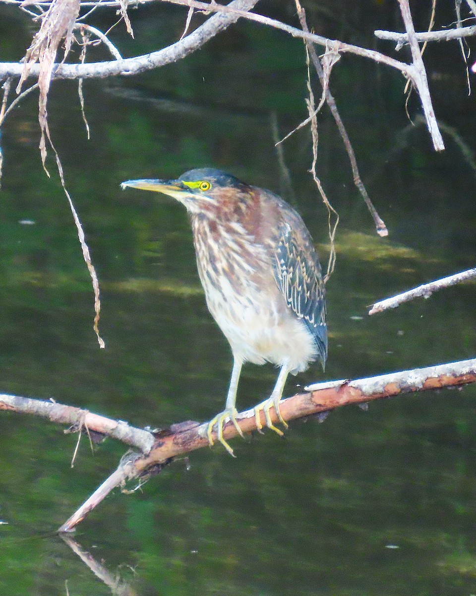 eBird Checklist - 2 Sep 2025 - Ottawa--Andrew Haydon Park - 19 species