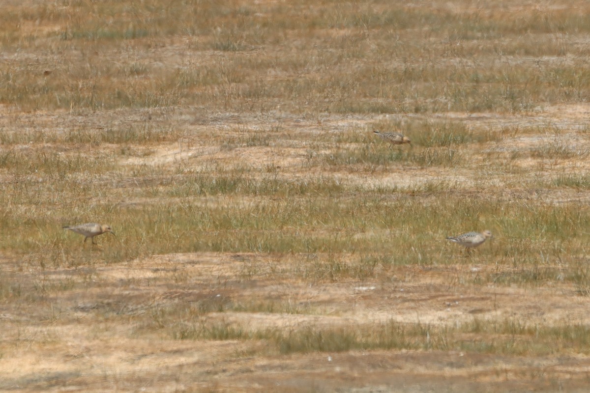 eBird Checklist - 2 Sep 2025 - **Back Bay NWR - 44 species