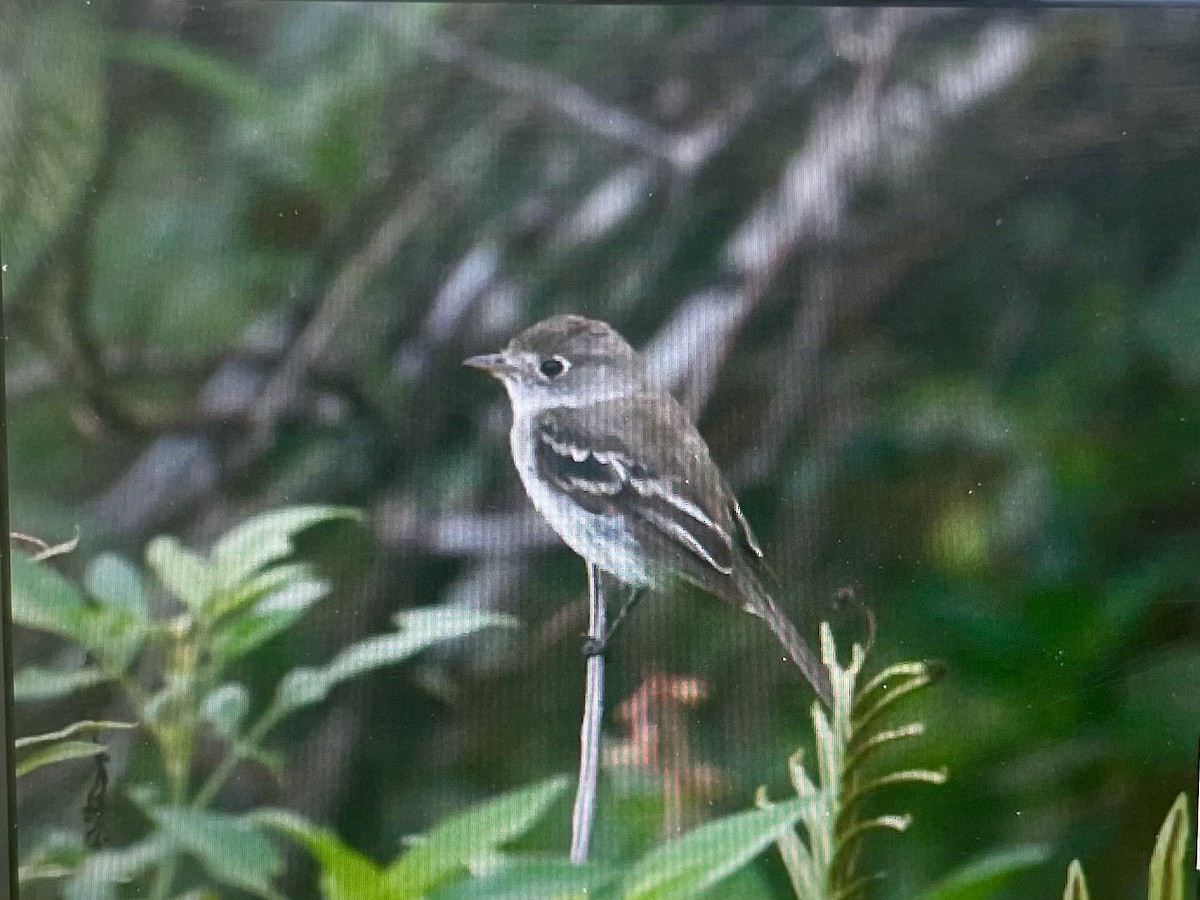 eBird Checklist - 2 Sep 2025 - Loxahatchee NWR - 53 species