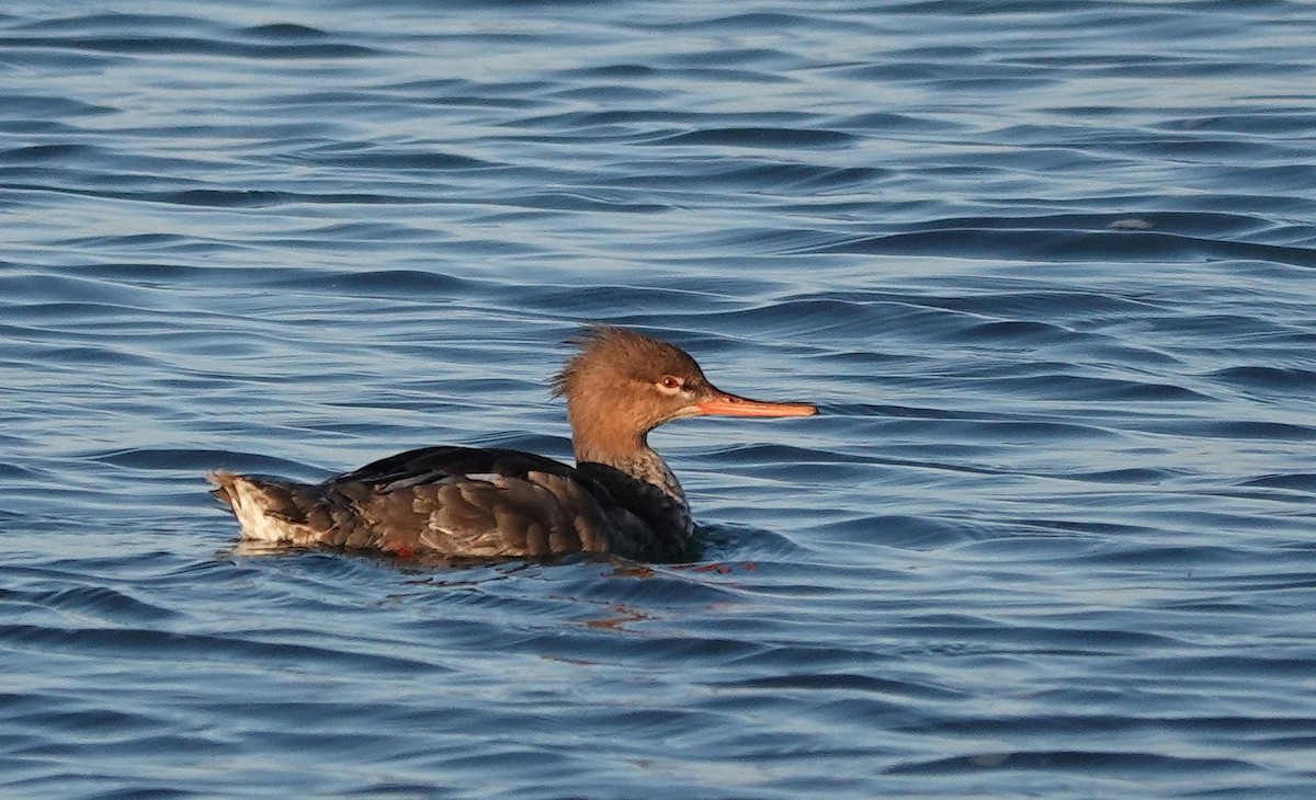 eBird Checklist - 2 Sep 2025 - Point Pelee National Park (general ...