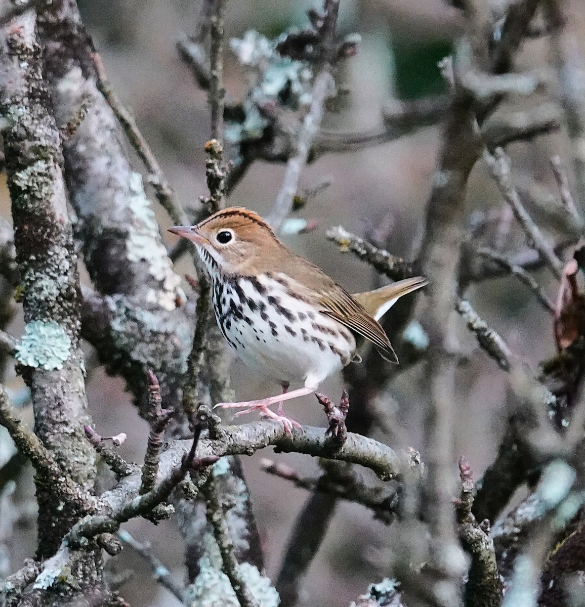 eBird Checklist - 2 Sep 2025 - Angora Fruit Farm - 42 species
