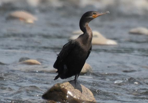 eBird Checklist - 19 Sep 2019 - Atalaya - 13 species