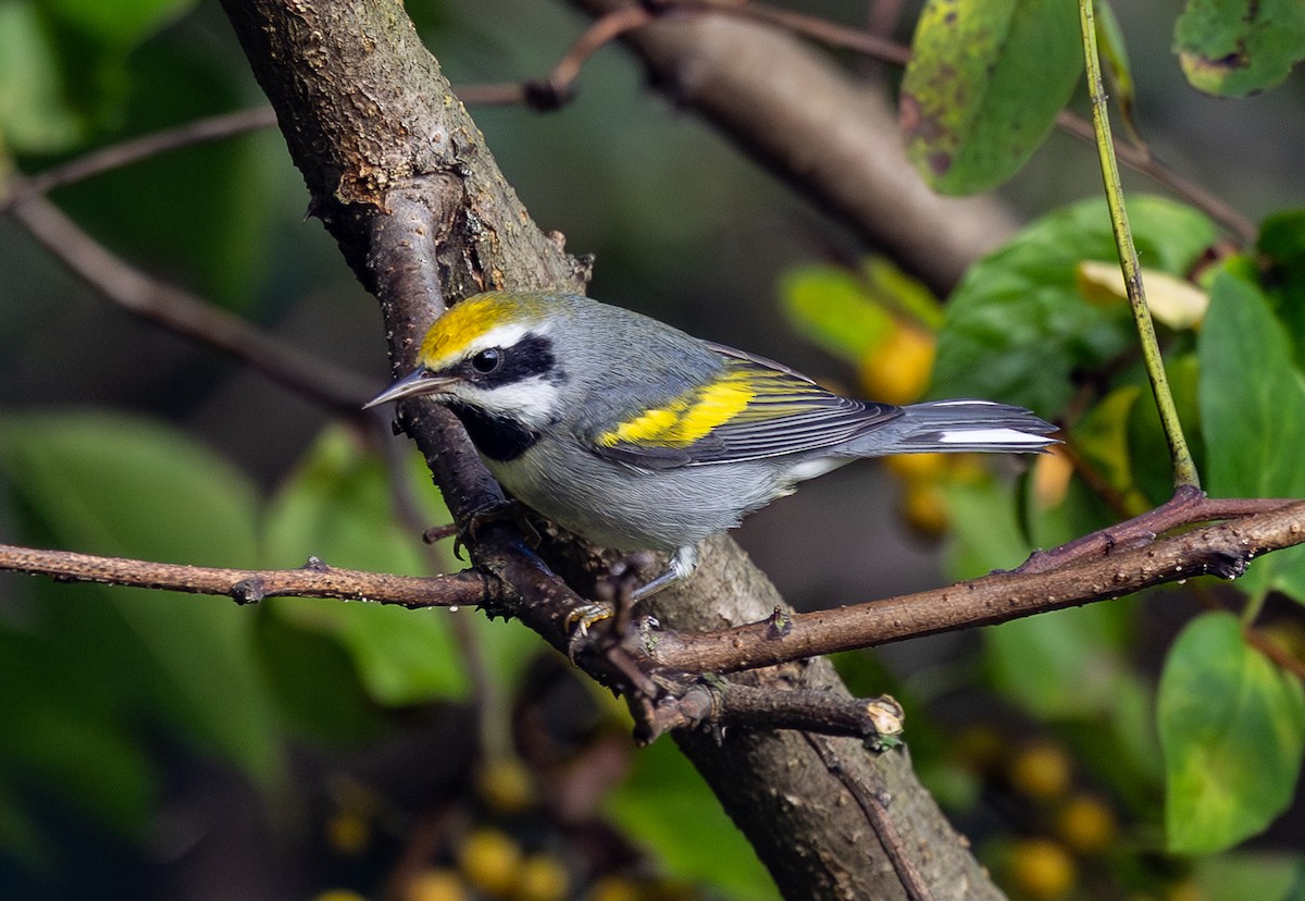 ML641287063 - Golden-winged Warbler - Macaulay Library